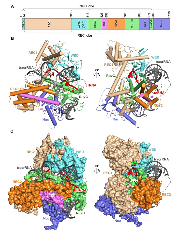 王艳丽课题组在Crispr/Cas系统获得新的研究成果----中国科学院生物物理研究所